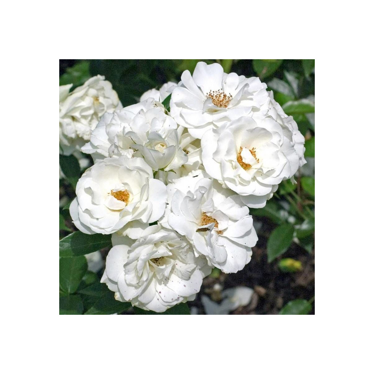 Rosier arbustif Iceberg® Korbin - Rosa