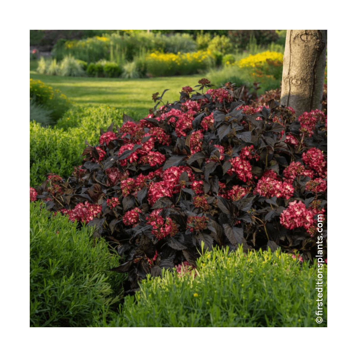 Hortensia Eclipse® - SILENCE, ça pousse !, Hydrangea macrophylla